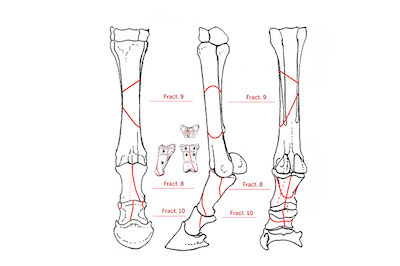 Veterinary Models Archives - SYNBONE