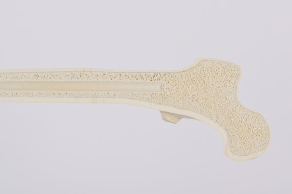 Bone Models - SYNBONE
