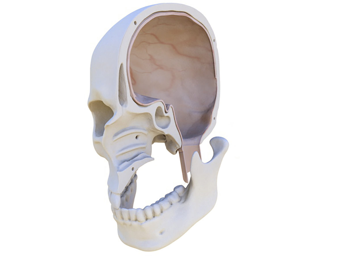 Orthopaedic Models - SYNBONE