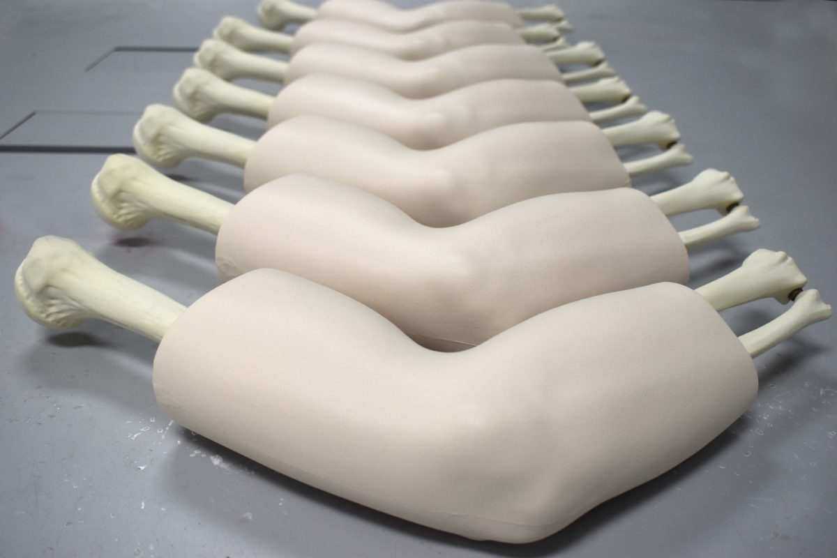 Bone Models - SYNBONE