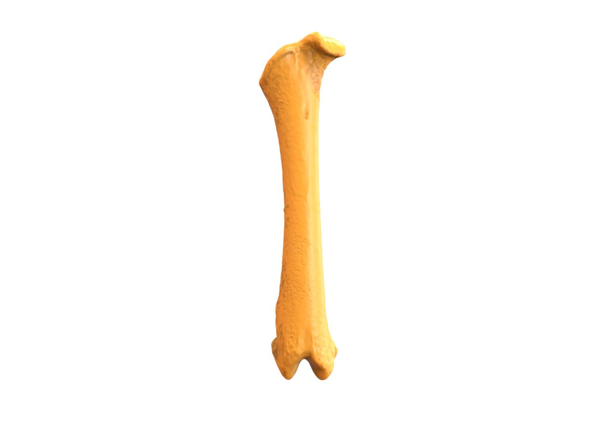 Veterinary Models - SYNBONE