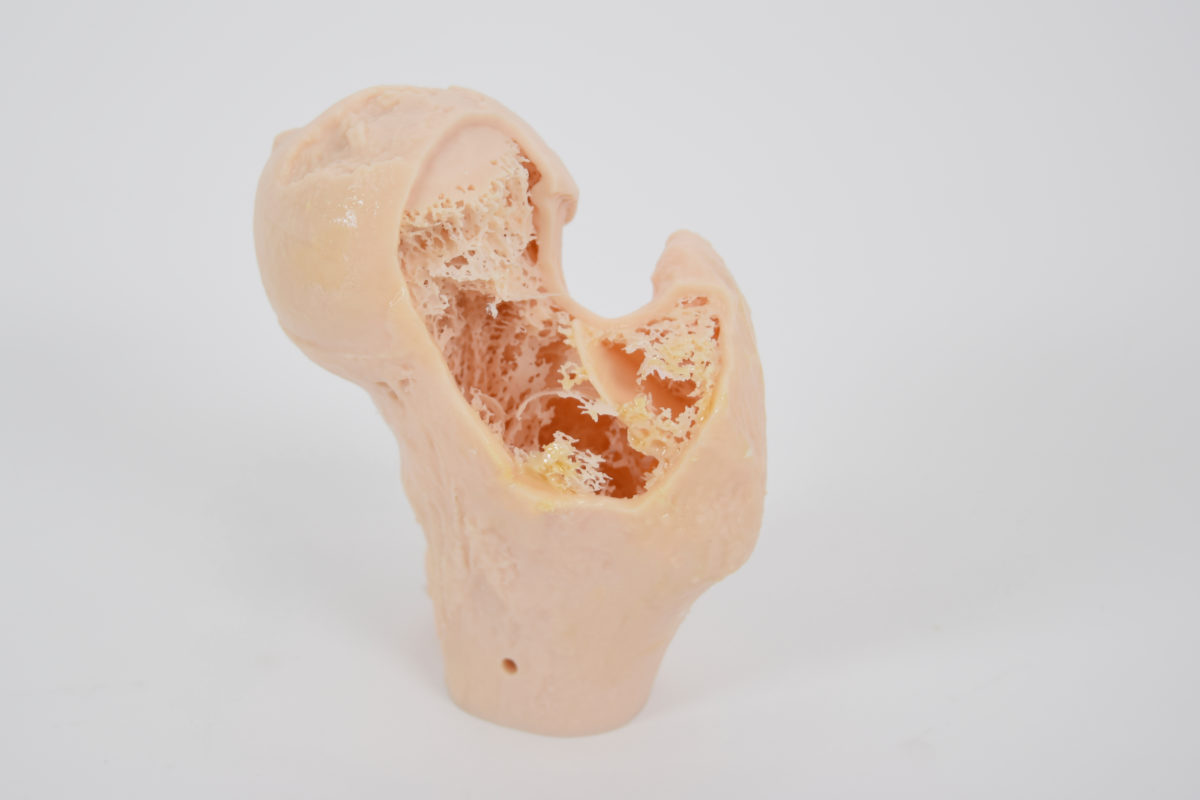 Bone Models - SYNBONE