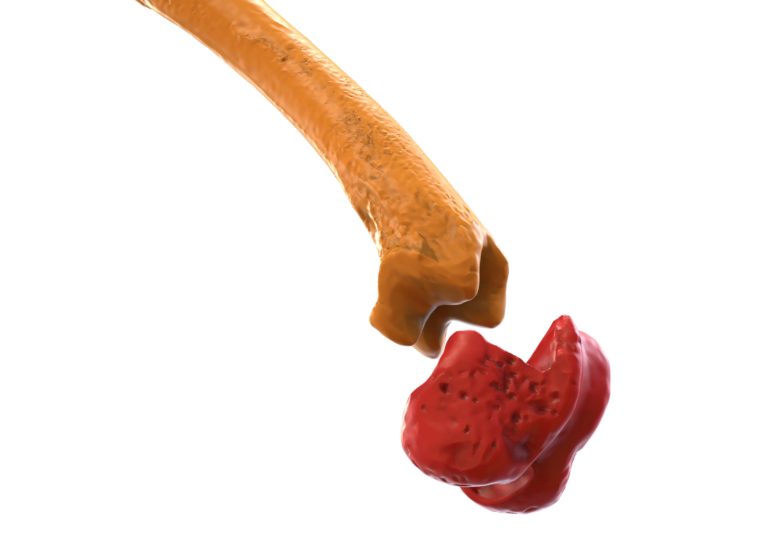 Veterinary Models - SYNBONE