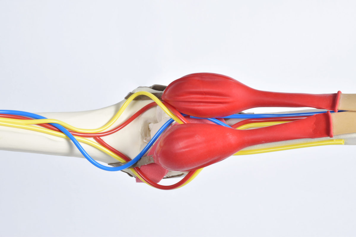 Bone Models - SYNBONE