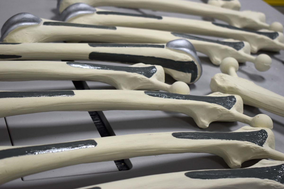 Bone Models - SYNBONE