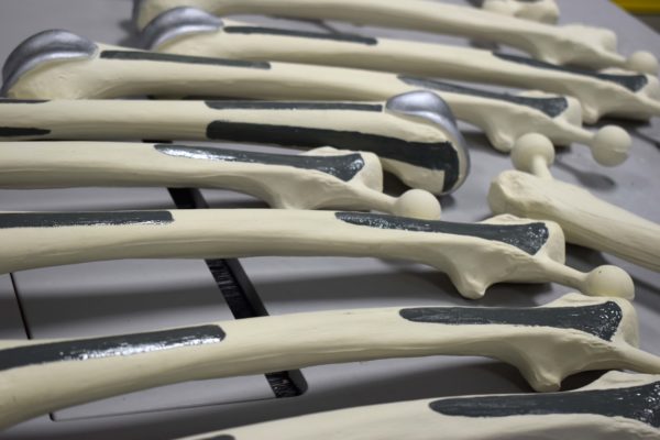Bone Models - SYNBONE