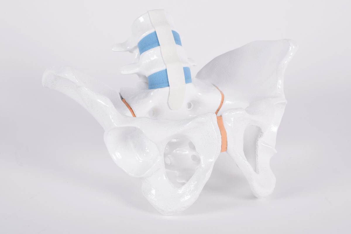 Bone Models - SYNBONE