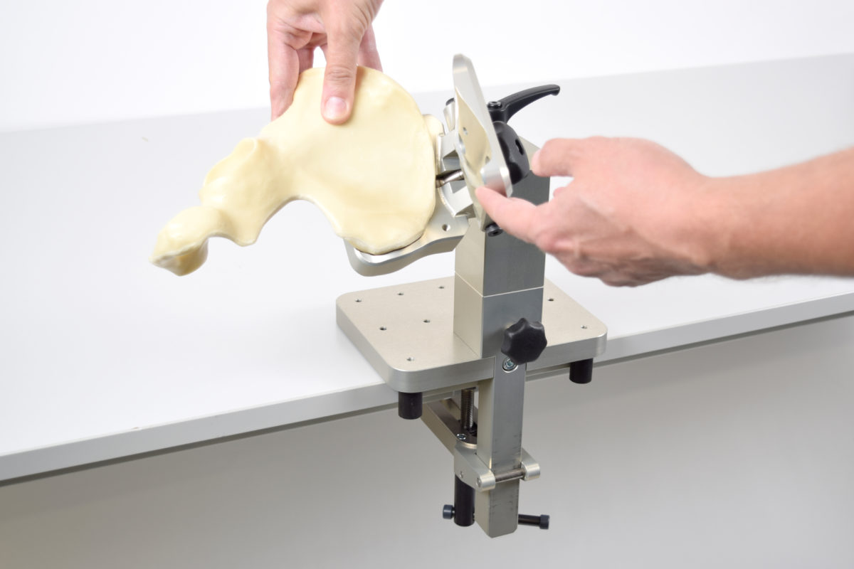 SYNBONE - Holder systems for bone models / spines models / skulls