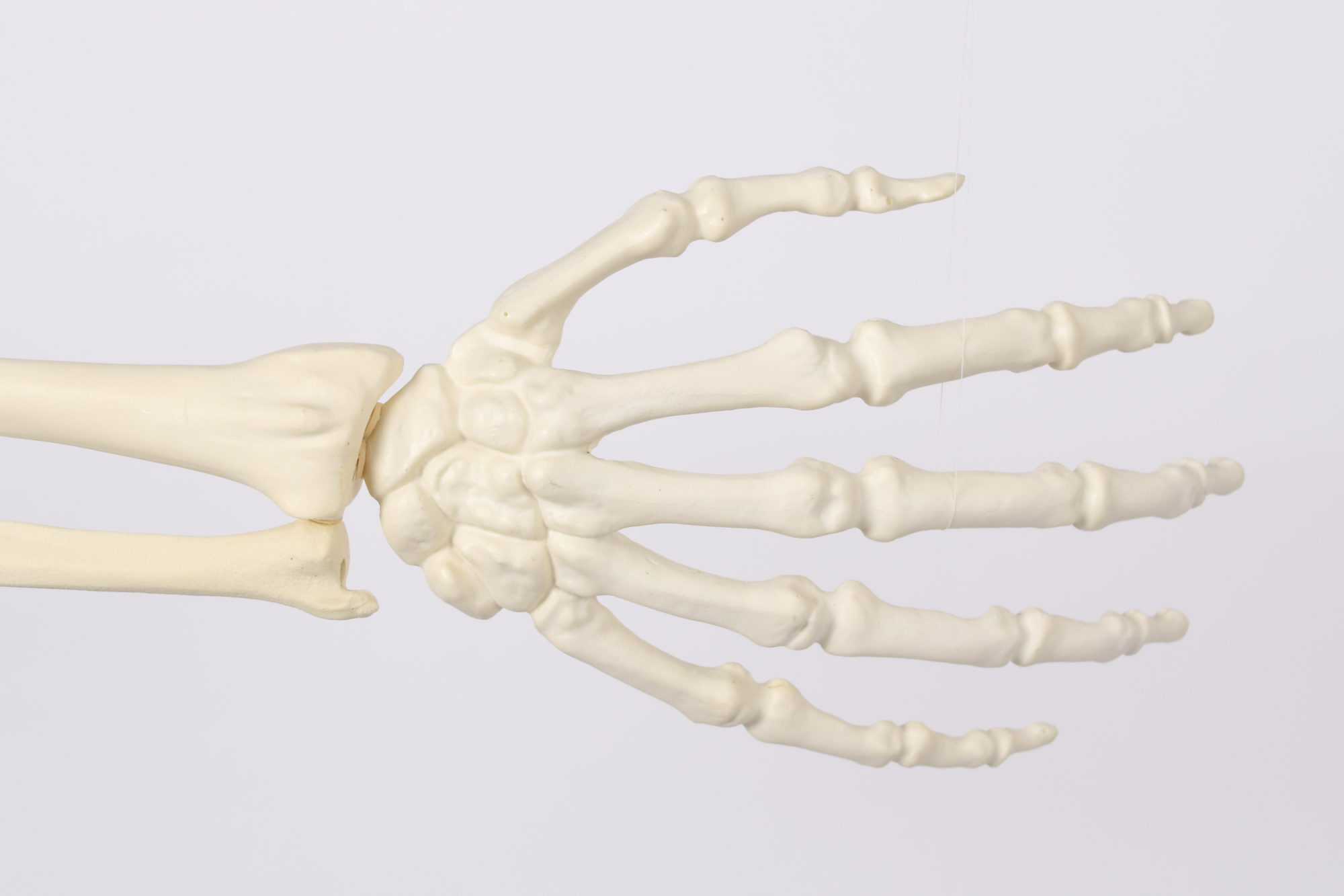 Hand and Wrist models - SYNBONE