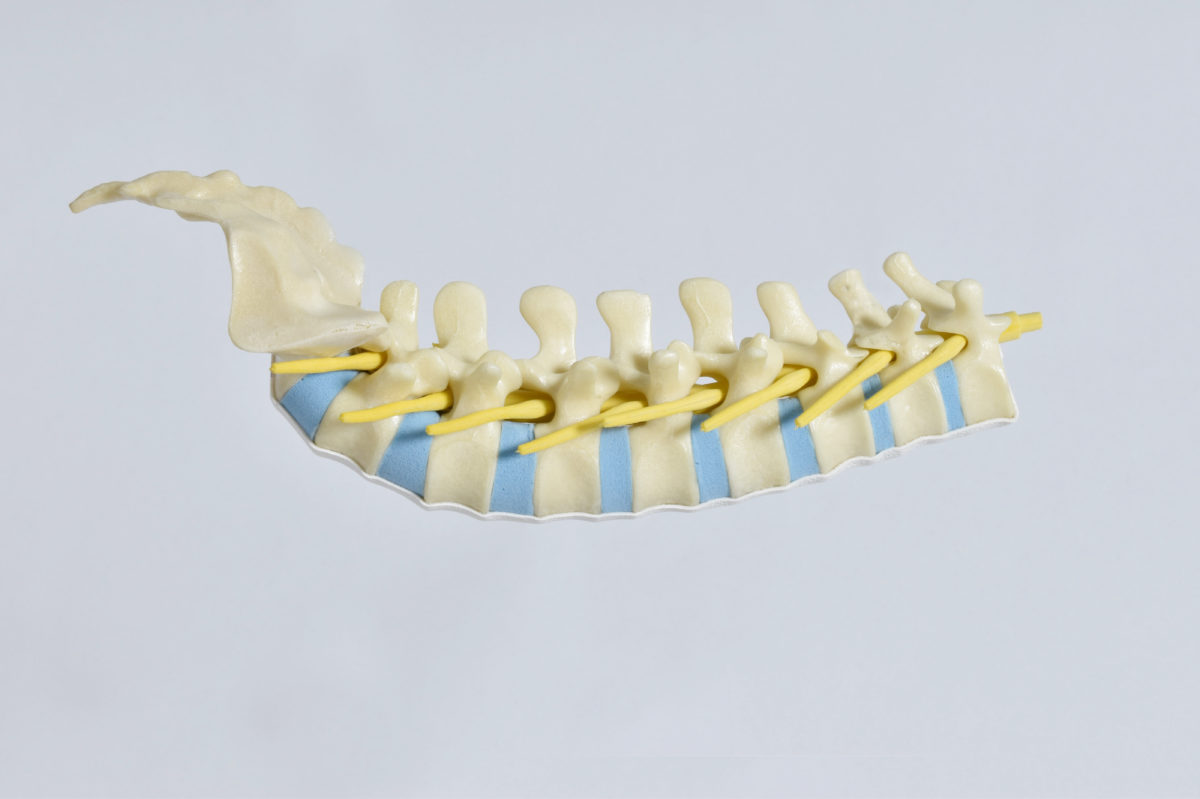 SPINE SPECIAL - SYNBONE