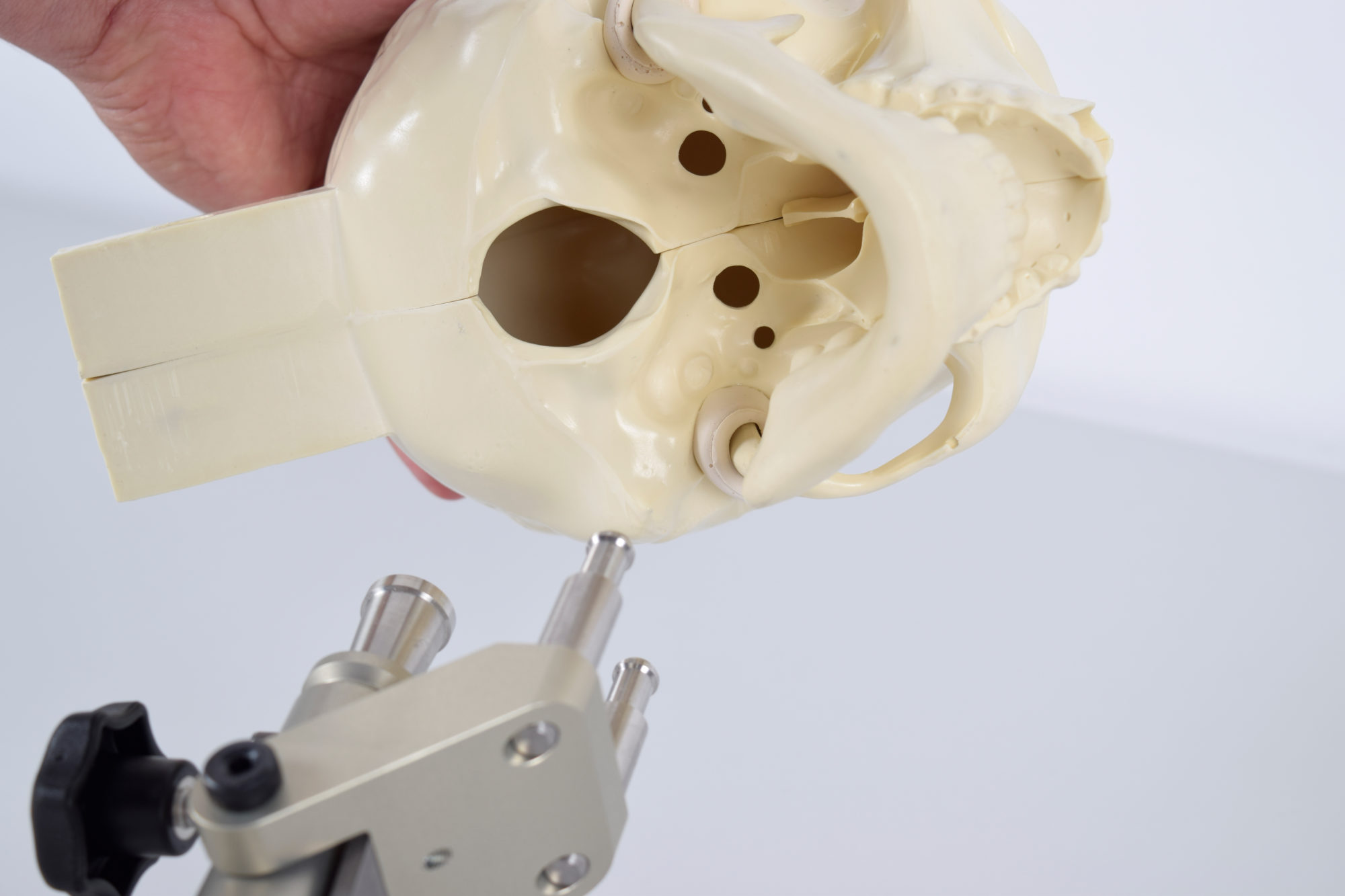 SYNBONE - Holder systems for bone models / spines models / skulls