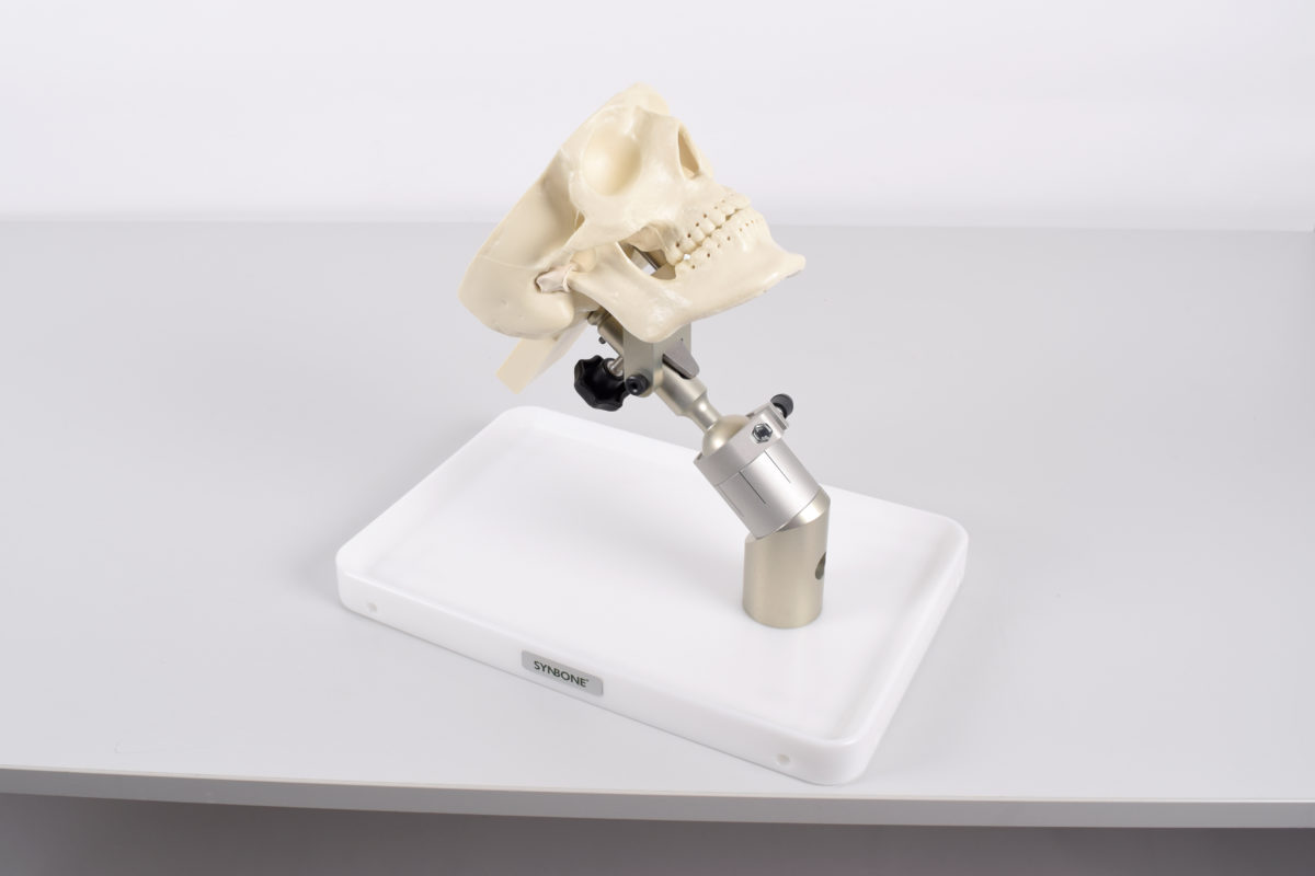 SYNBONE - Holder systems for bone models / spines models / skulls