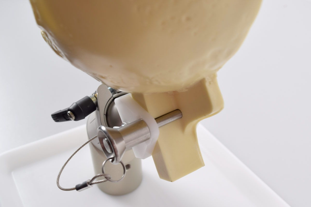 SYNBONE - Holder systems for bone models / spines models / skulls
