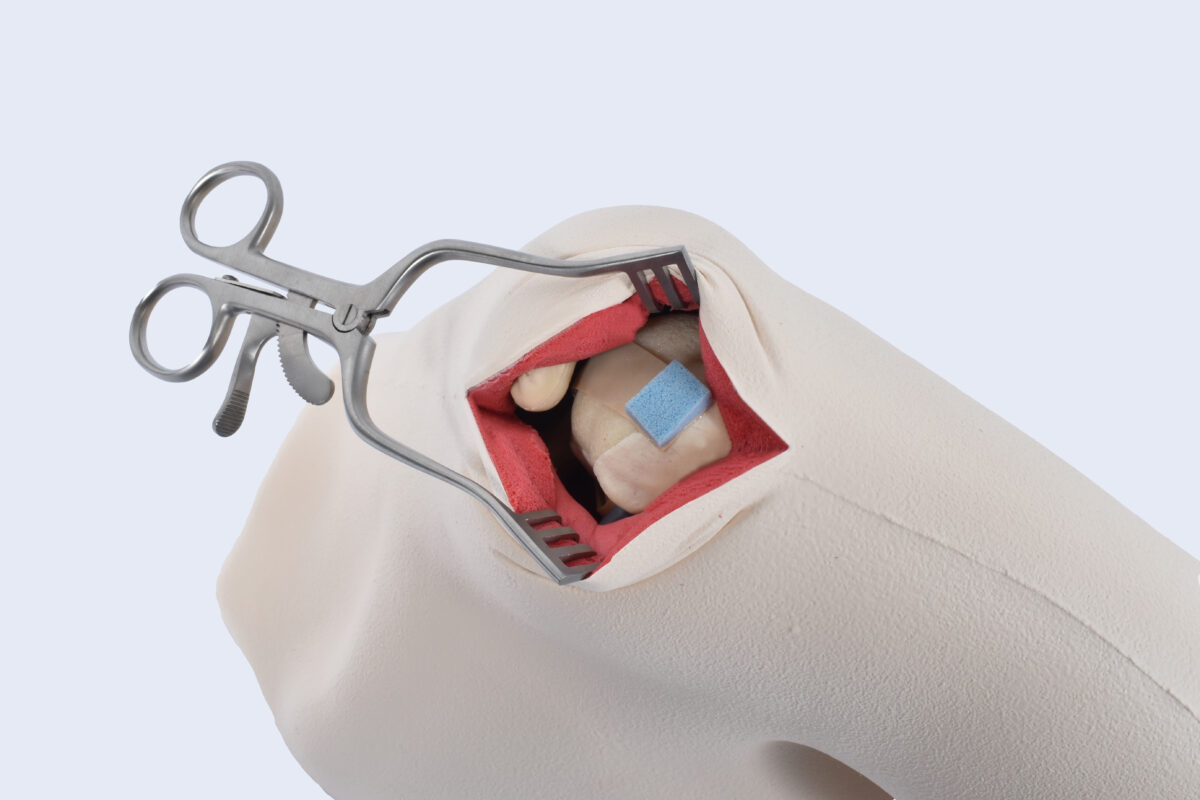 Bone Models - SYNBONE