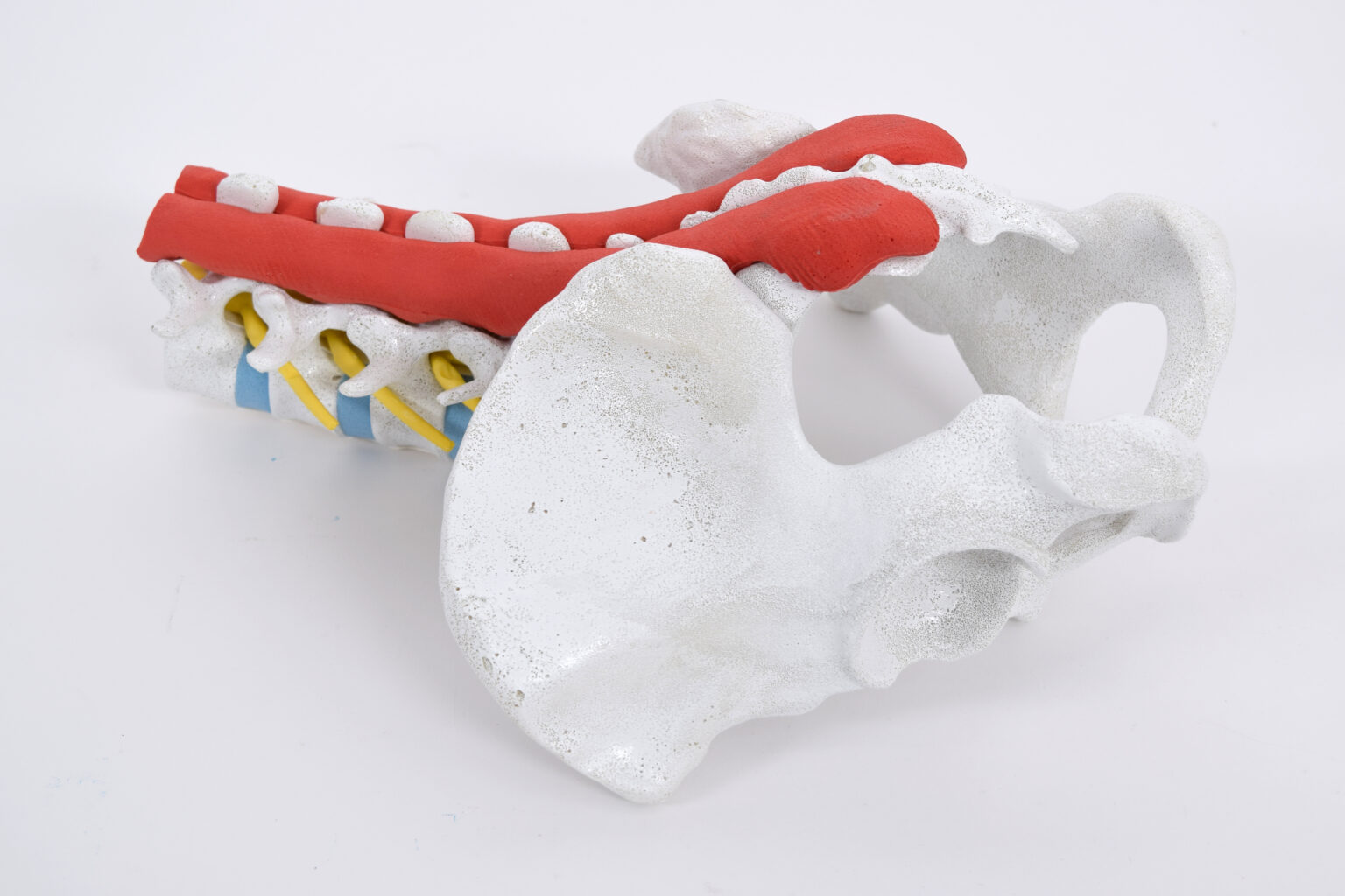 Orthopaedic Models - SYNBONE