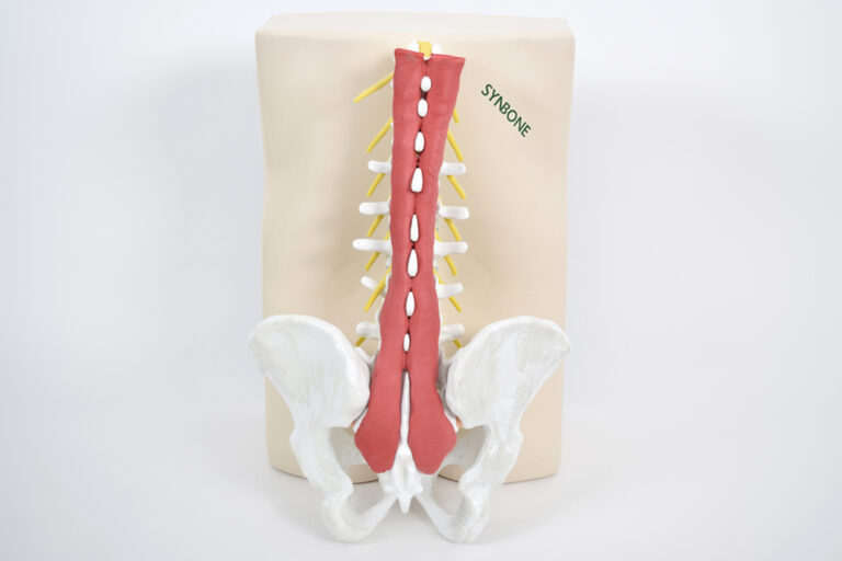 Orthopaedic Models - SYNBONE