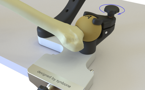 SYNBONE - Holder systems for bone models / spines models / skulls