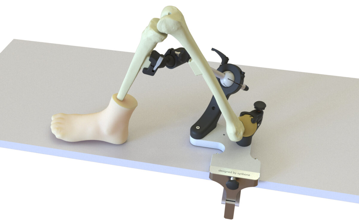 SYNBONE - Holder systems for bone models / spines models / skulls