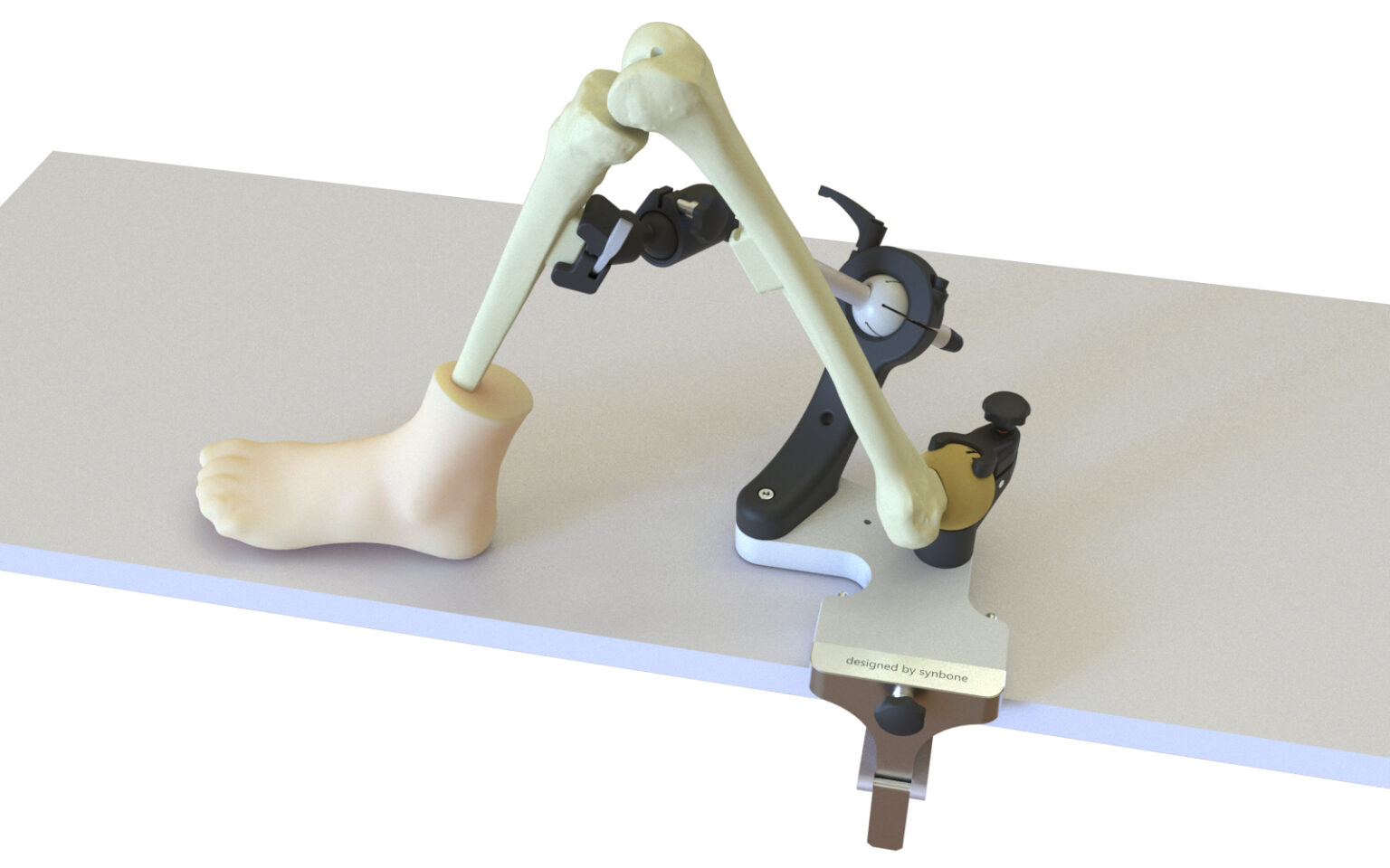 SYNBONE - Holder systems for bone models / spines models / skulls